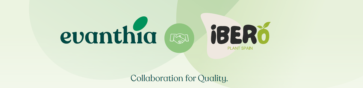 Evanthia – Ibero Plant Spain
