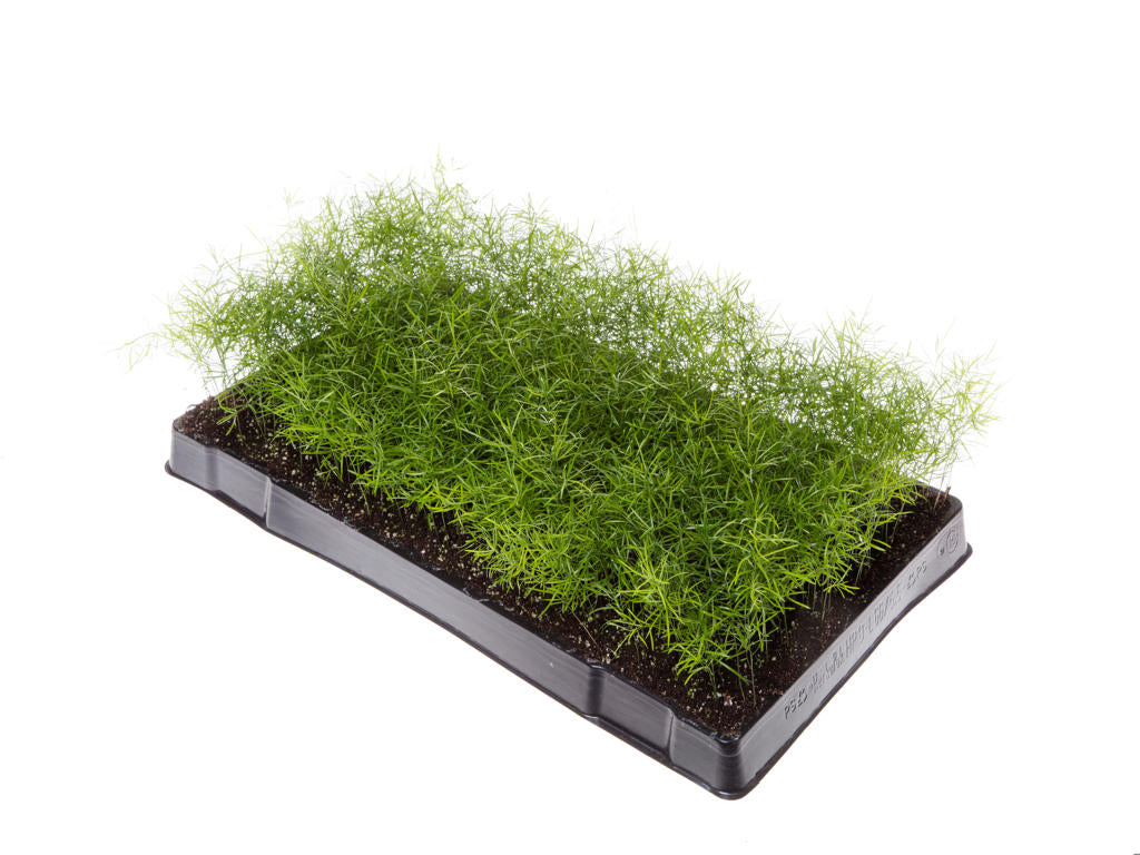 Asparagus sprengerii | Tr.66 - 10+ semillas – Ibero Plant Spain